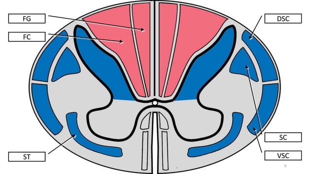 Sectional Anatomy of the Brain Stem | PPT