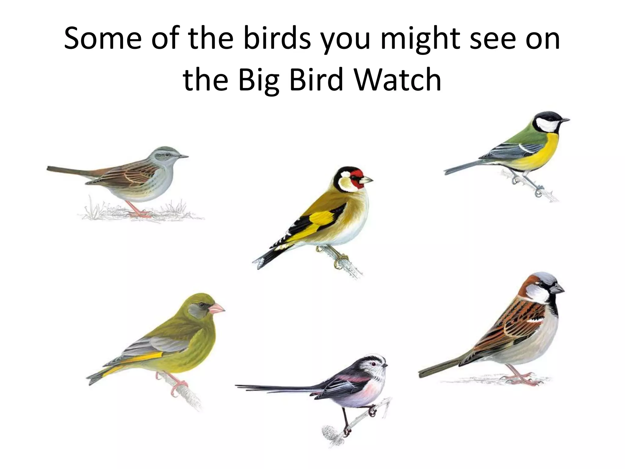 The Big Birdwatch | PPTX
