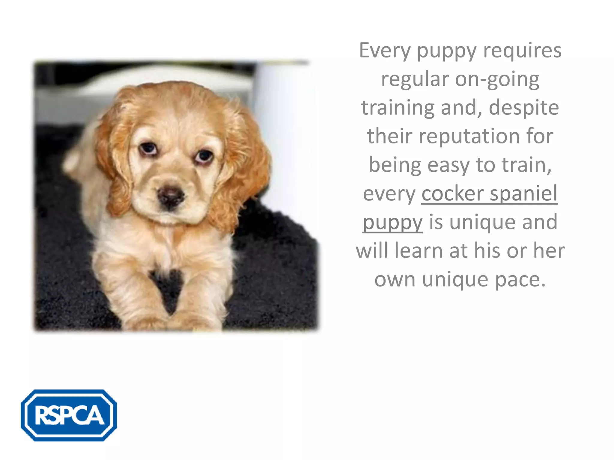 RSPCA - Cocker Spaniel | PPTX
