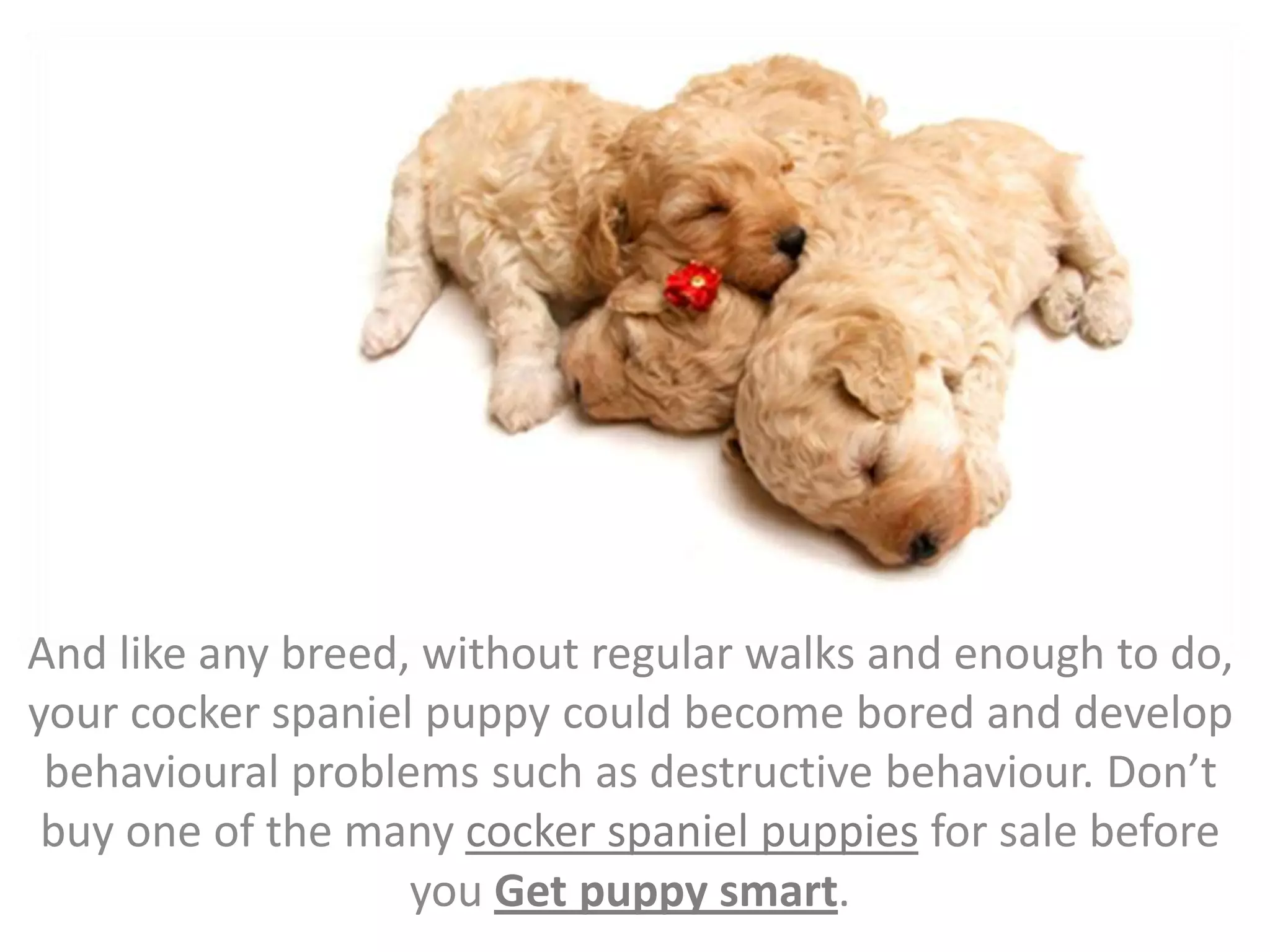 RSPCA - Cocker Spaniel | PPTX