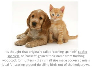 RSPCA - Cocker Spaniel | PPTX