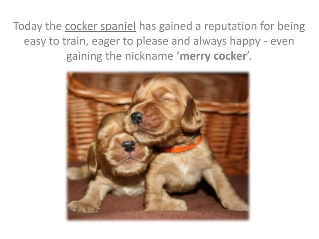RSPCA - Cocker Spaniel | PPTX