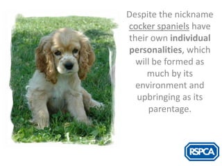 RSPCA - Cocker Spaniel | PPTX