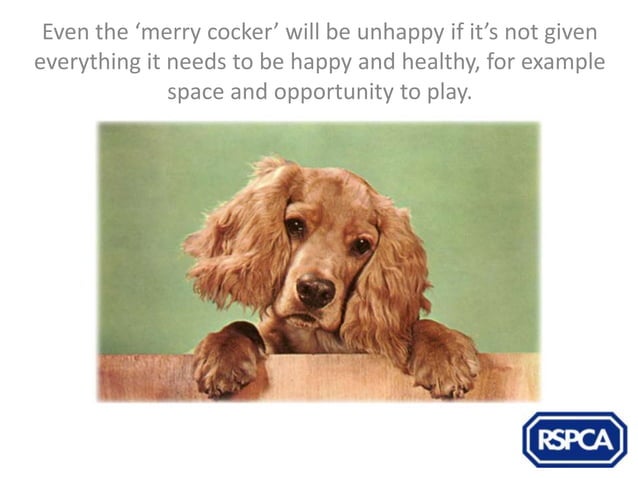 RSPCA - Cocker Spaniel | PPTX