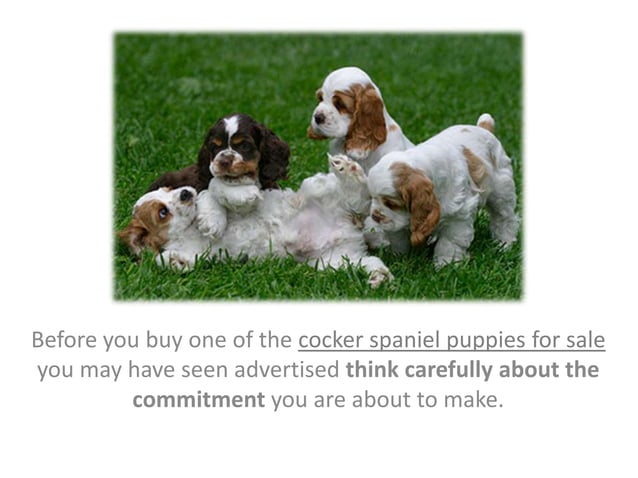 RSPCA - Cocker Spaniel | PPTX