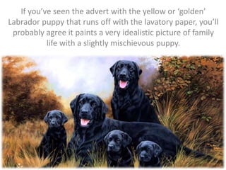 RSPCA - Labradors | PPTX | Dogs | Pets