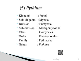 Classification of Fungi, taxonomy and Nomenclature.pptx