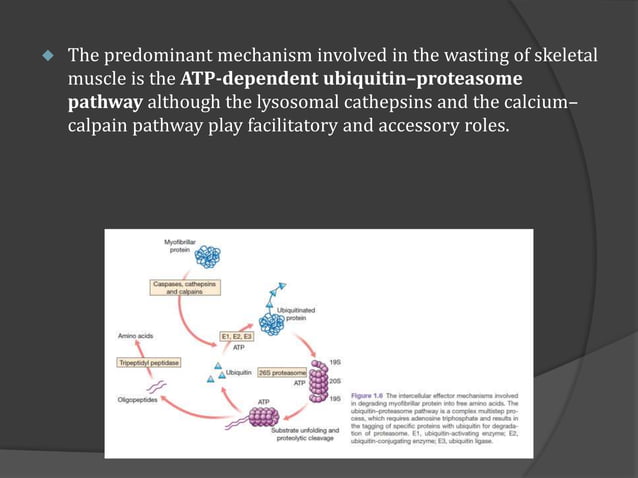 THE METABOLIC STRESS RESPONSE TO SURGERY AND TRAUMA.ppt | Endocrine and ...