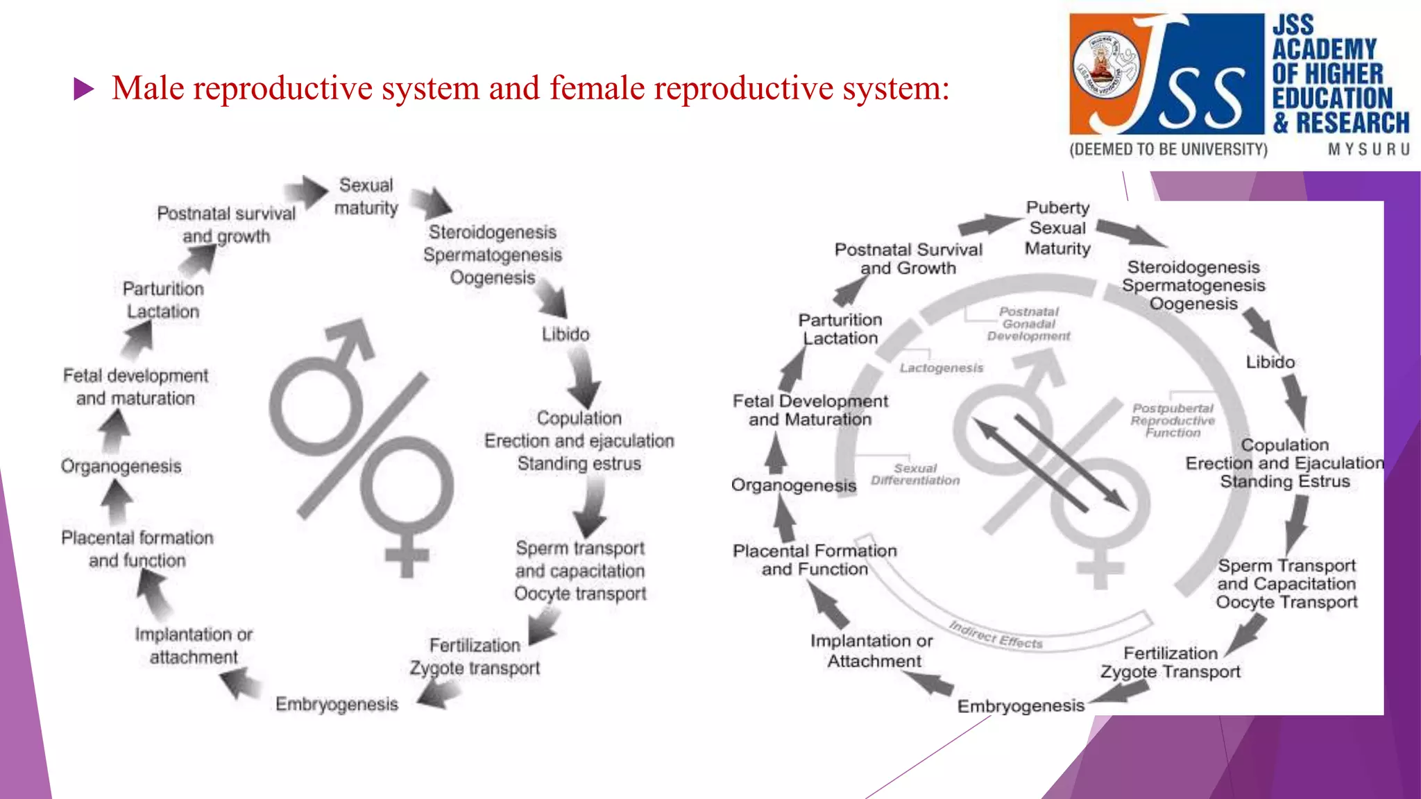 Reproductive toxicology studies | PPTX