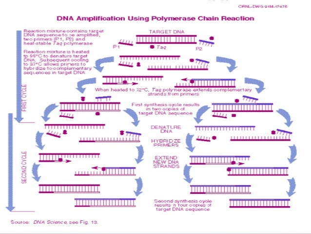 RT-PCR