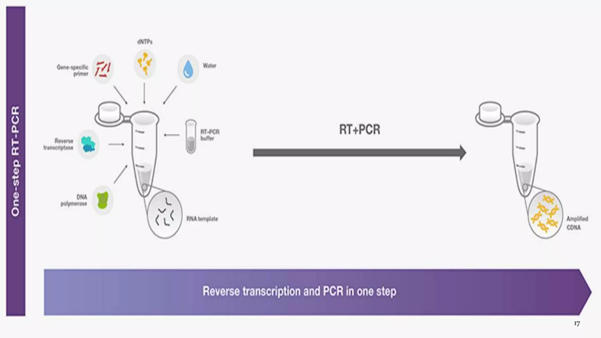 Rt pcr (Reverse transcription PCR) | PPSX