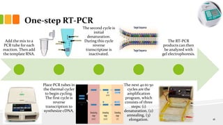 Rt pcr (Reverse transcription PCR) | PPSX