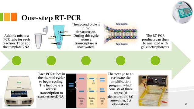 Rt pcr (Reverse transcription PCR)