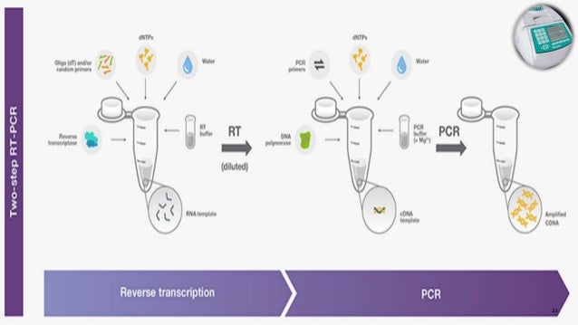 Rt pcr (Reverse transcription PCR)