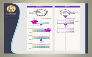 RT-PCR | PPTX | Chemistry | Science