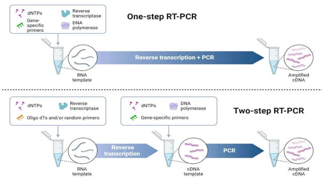 rt-PCR.pptx (Reverse Transcriptase polymerase chain Reaction | PPTX | Chemistry | Science