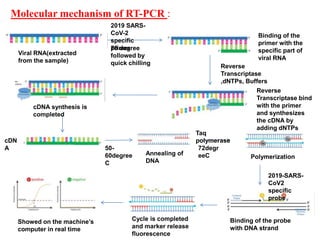 RT-PCR by Arnab Kumar Samanta(sen-4^J2020)[133].pptx