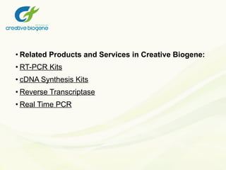 RT PCR Protocol-creative biogene | PPT