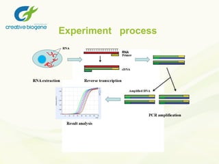 RT PCR Protocol-creative biogene | PPT