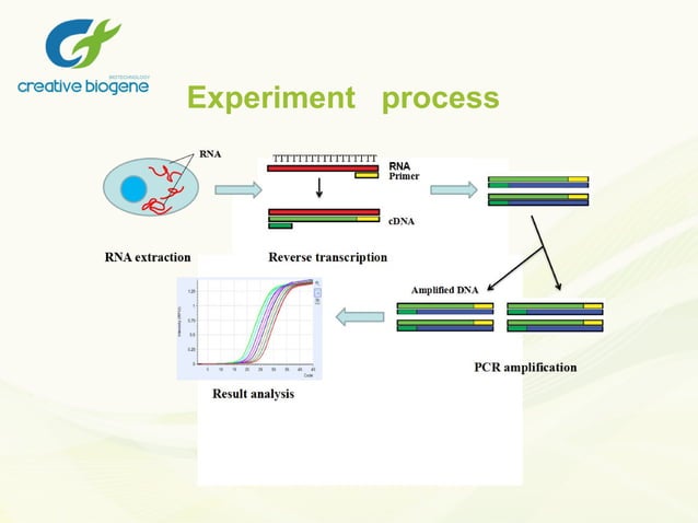 RT PCR Protocol-creative biogene | PPT