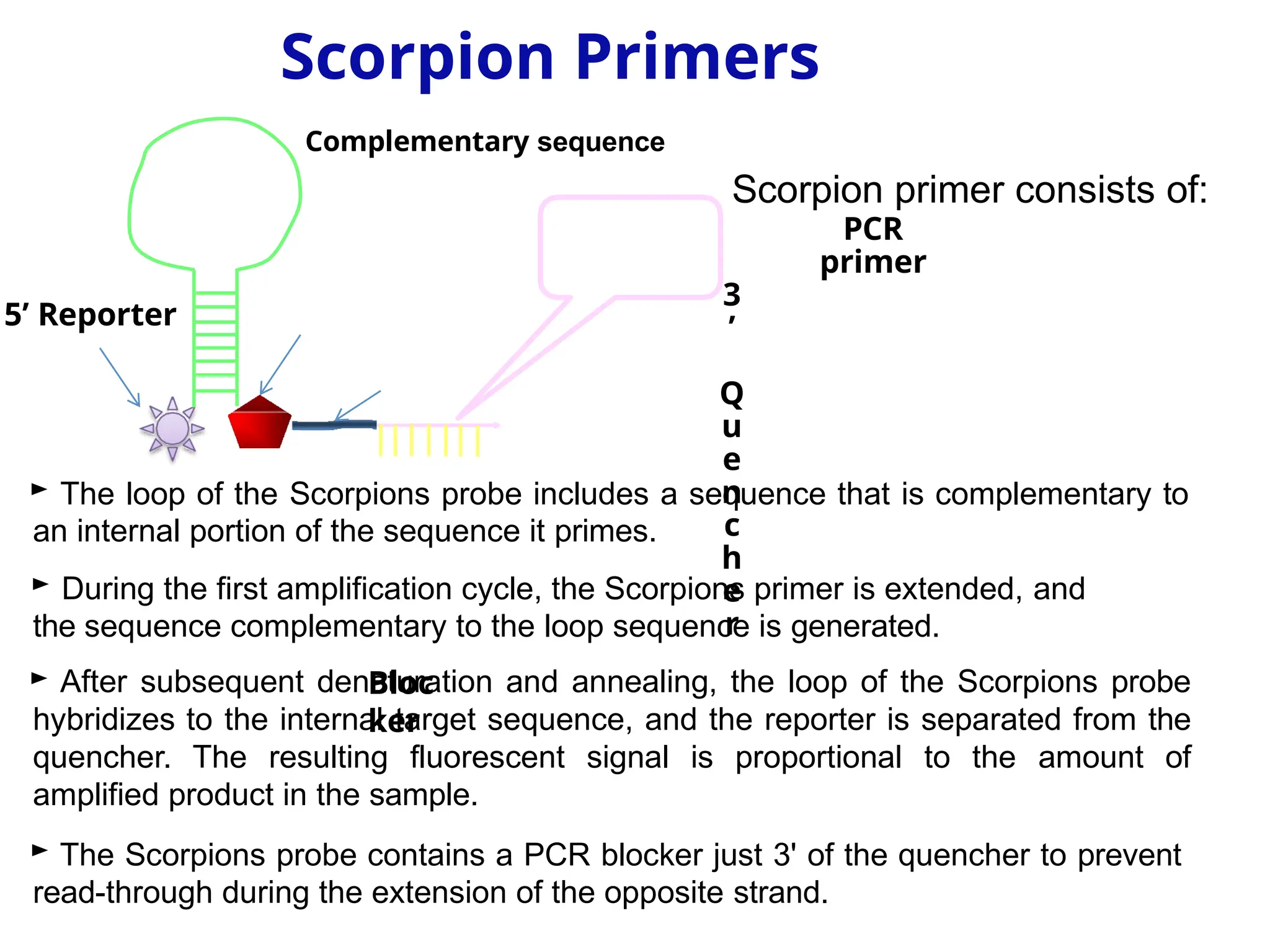 Real Time -PCR intro and principles.pptx
