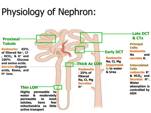 RENAL TUBULAR ACIDOSIS | PPT