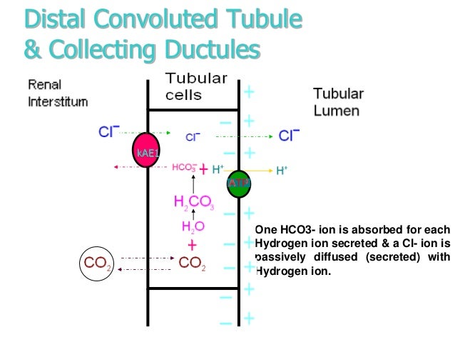 RENAL TUBULAR ACIDOSIS