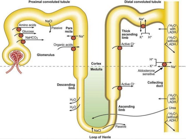 Renal Tubular Acidosis