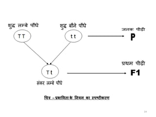 आनुवांशिकता एवं जैव विकास Anuvanshikta evam Jaiv Vikas Part 1.pptx