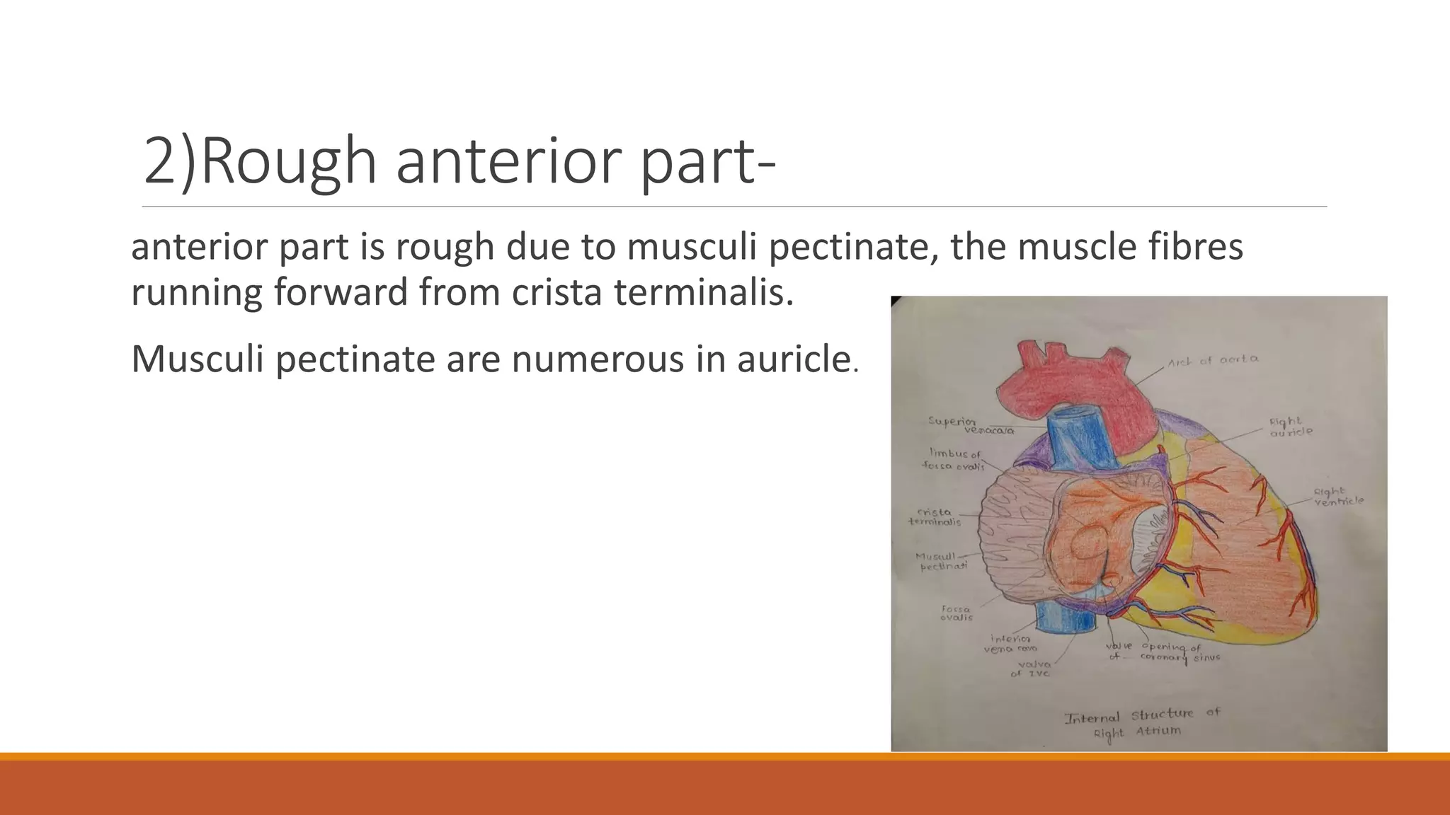 Right atrium of heart | PPTX