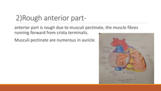 Right atrium of heart | PPTX