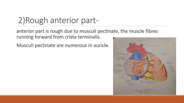 Right atrium of heart | PPTX