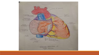 Right atrium of heart | PPTX