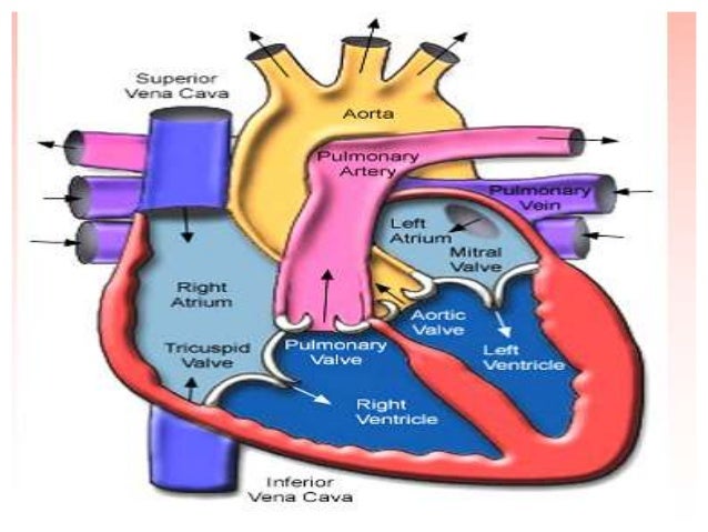 Right heart catheterization