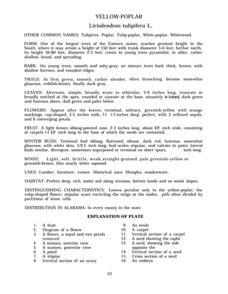Tulip yellow poplar | PDF
