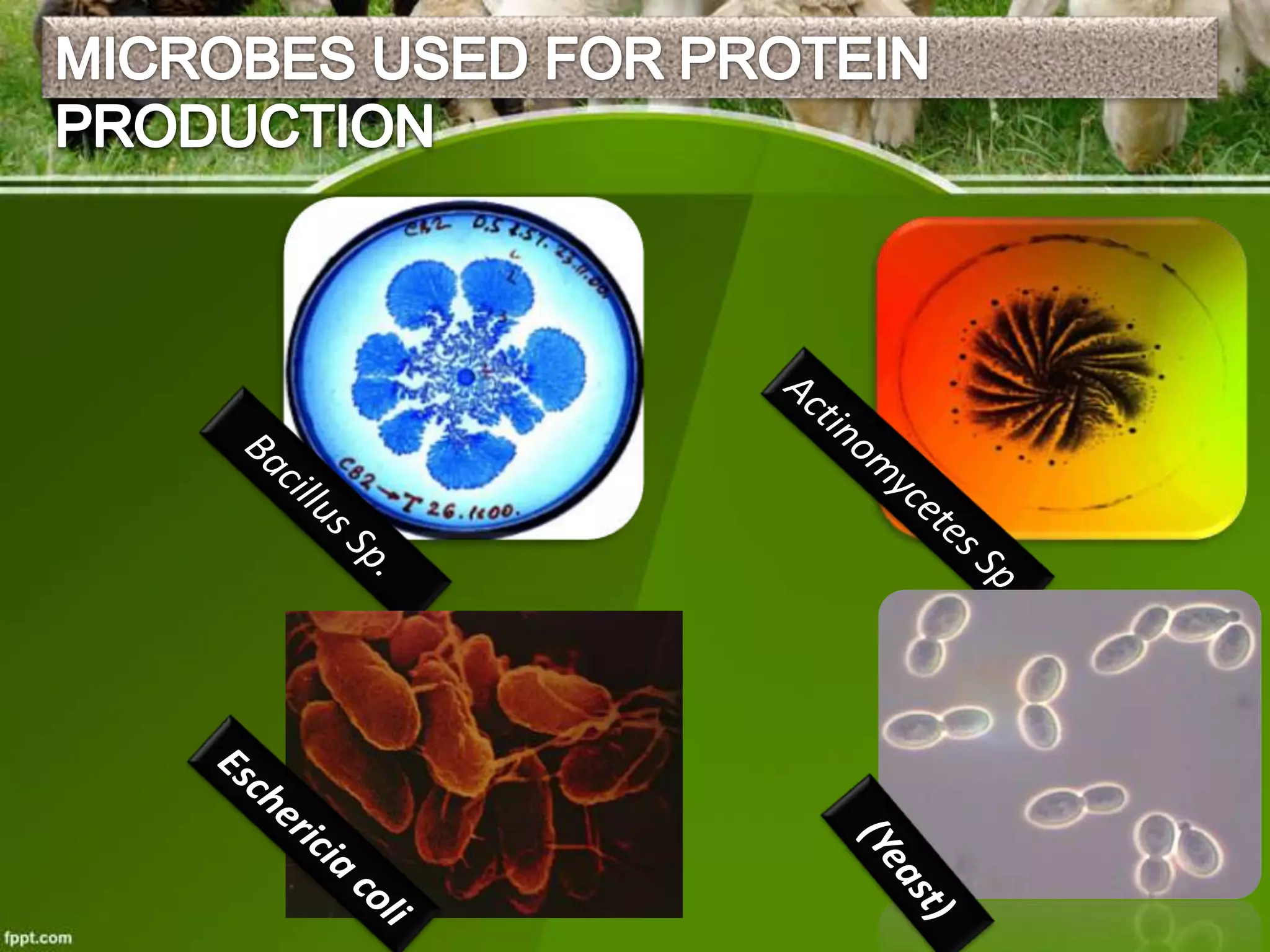 Recombinant therapeutic proteins | PPTX