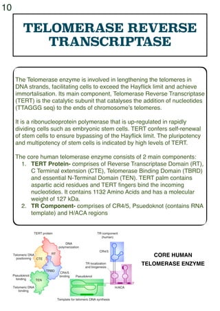 RTPCRpresentationAmanNanavatySlideShow.pdf