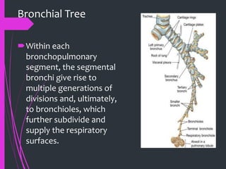 RTS1 K19 Anatomy of Lungs-dikonversi.pdf
