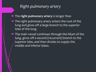 RTS1 K19 Anatomy of Lungs-dikonversi.pdf