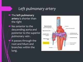 RTS1 K19 Anatomy of Lungs-dikonversi.pdf