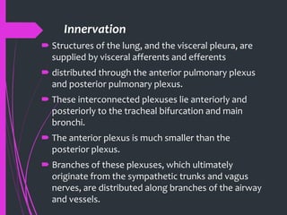 RTS1 K19 Anatomy of Lungs-dikonversi.pdf