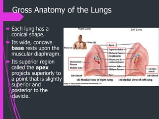 RTS1 K19 Anatomy of Lungs-dikonversi.pdf