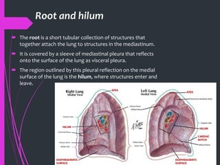 RTS1 K19 Anatomy of Lungs-dikonversi.pdf