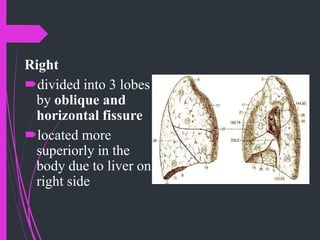RTS1 K19 Anatomy of Lungs-dikonversi.pdf