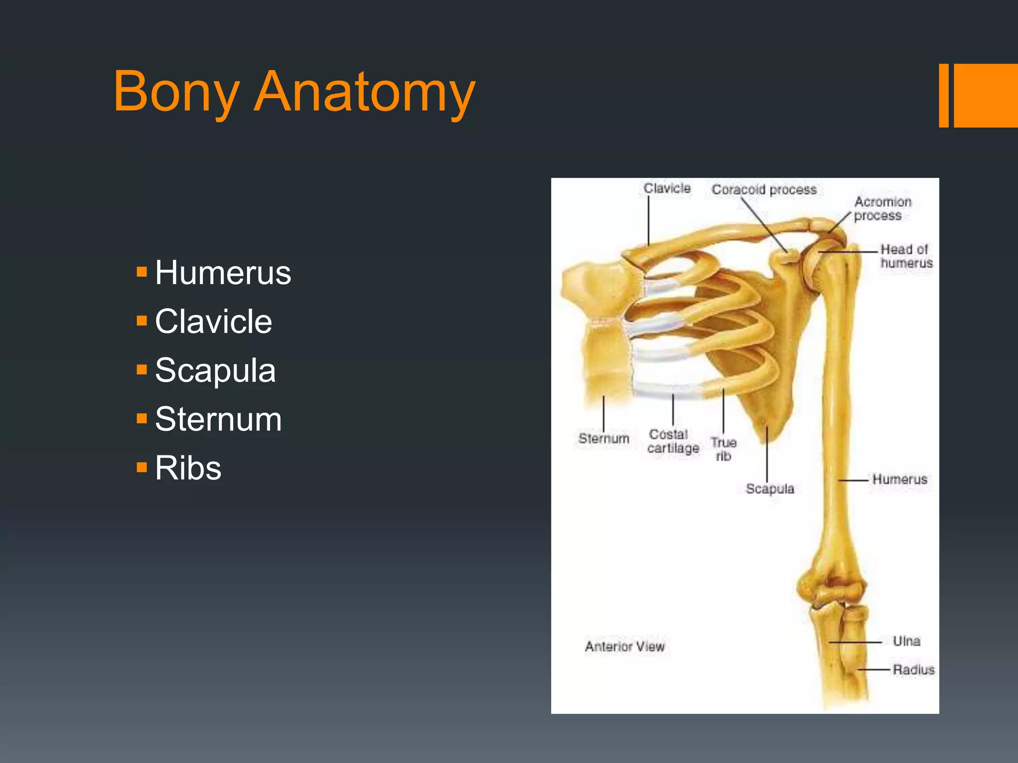 Reverse Total Shoulder Replacement: Anatomy, Rehabilitation, and ...