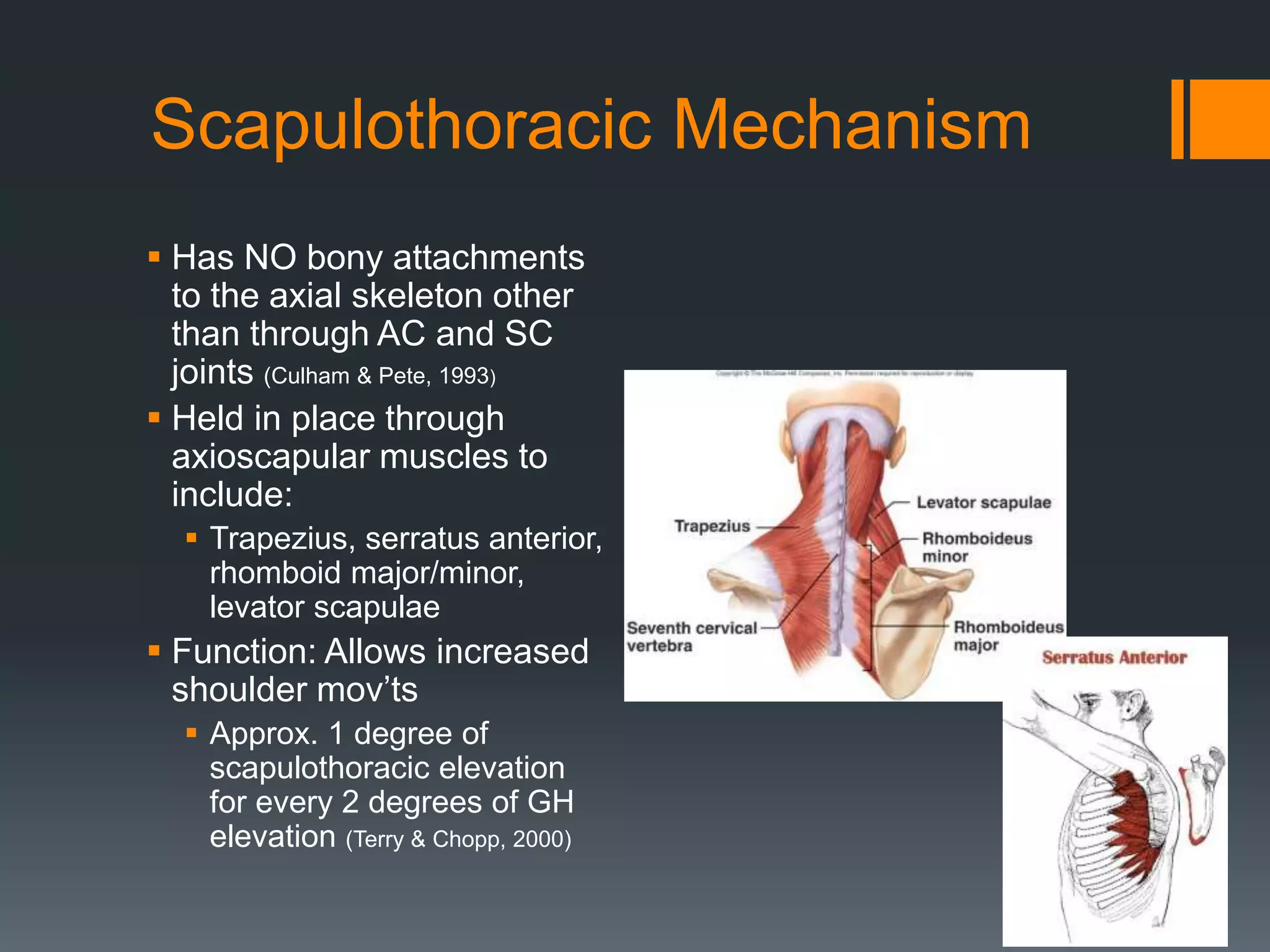 Reverse Total Shoulder Replacement: Anatomy, Rehabilitation, and ...