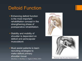Reverse Total Shoulder Replacement: Anatomy, Rehabilitation, and ...