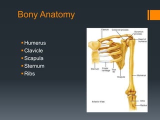 Reverse Total Shoulder Replacement: Anatomy, Rehabilitation, and ...
