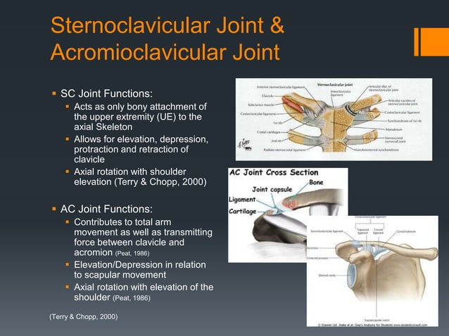 Reverse Total Shoulder Replacement: Anatomy, Rehabilitation, and ...