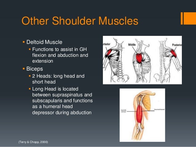 Reverse Total Shoulder Replacement: Anatomy, Rehabilitation, and Clin…